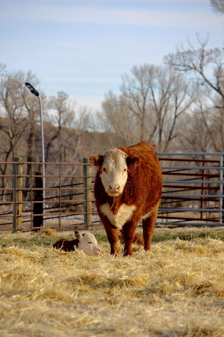 L BAR W CATTLE COMPANY | Our Cattle | Breeding Hereford Cattle