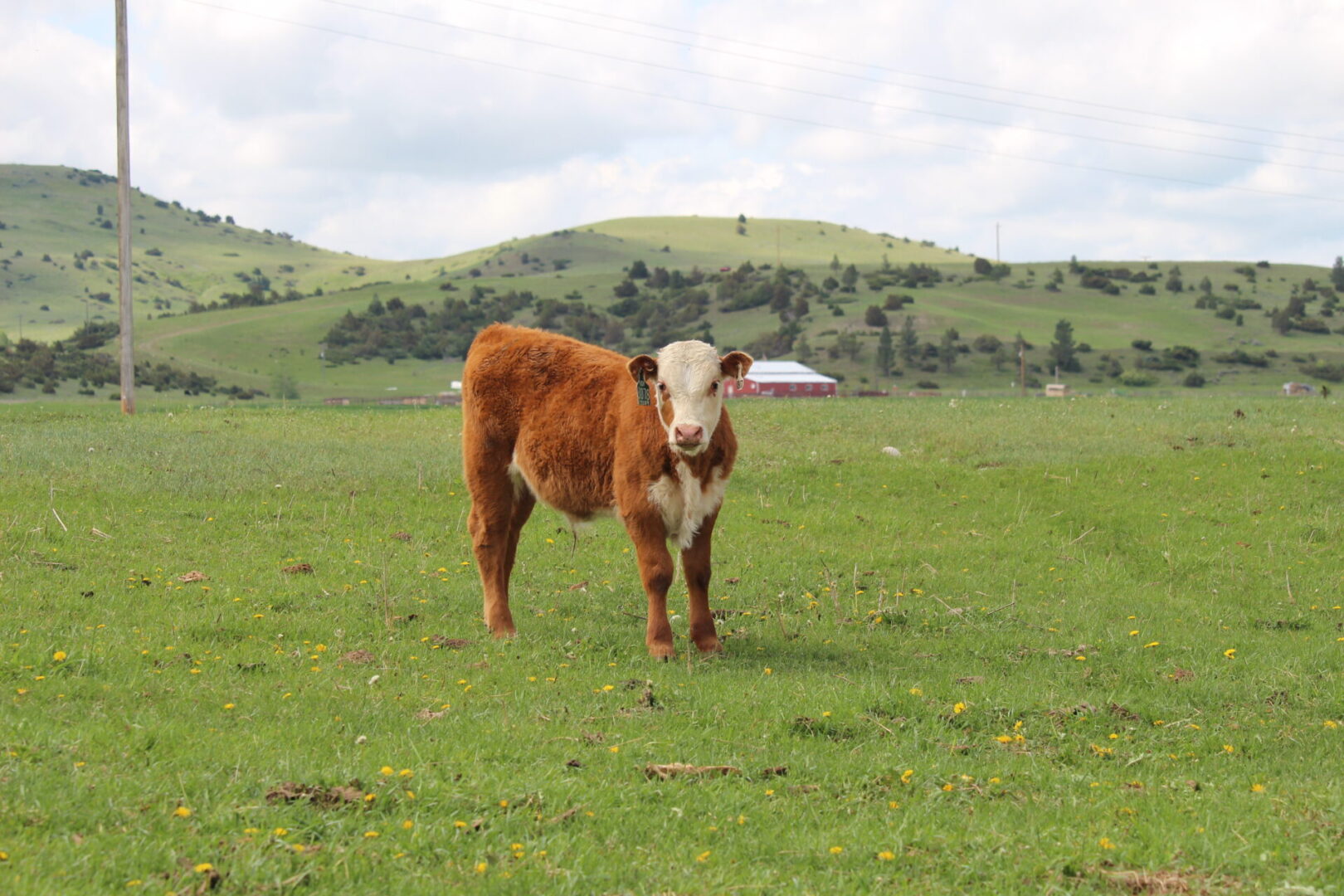L BAR W CATTLE COMPANY | Our Cattle | Breeding Hereford Cattle