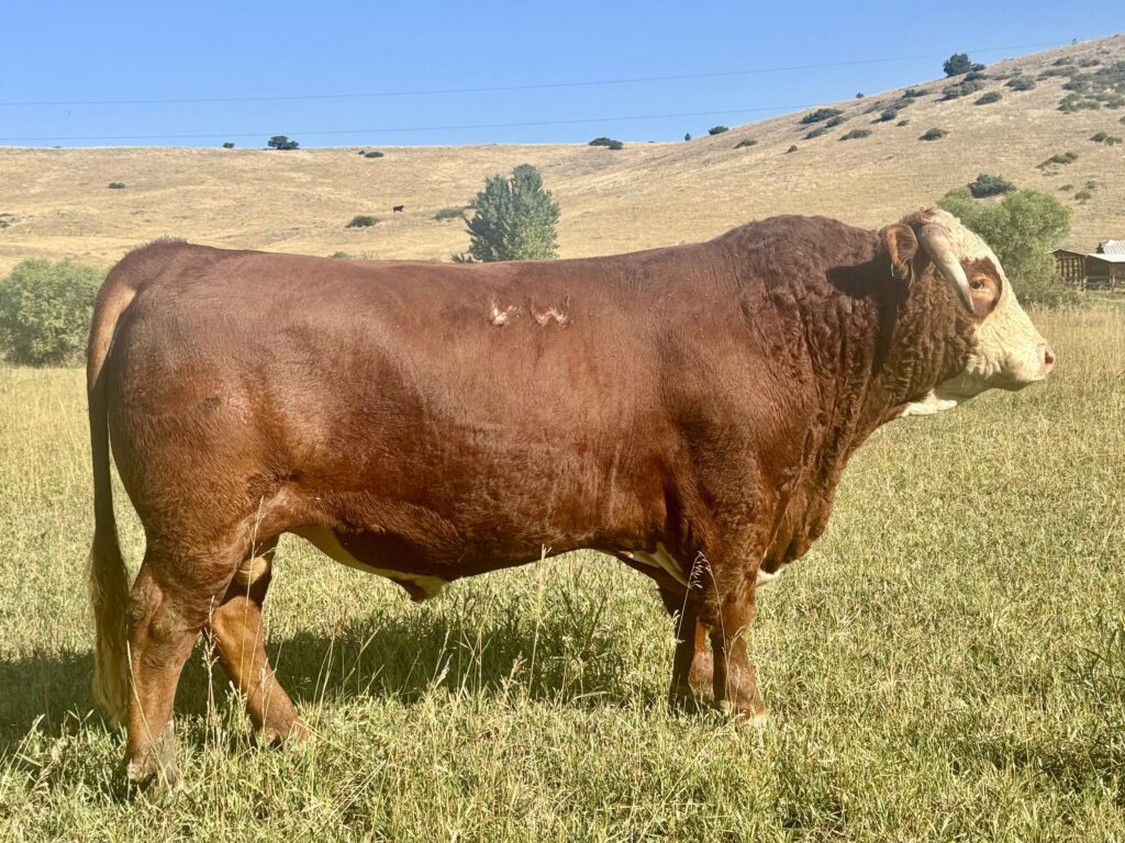 L BAR W CATTLE COMPANY | Our Cattle | Breeding Hereford Cattle